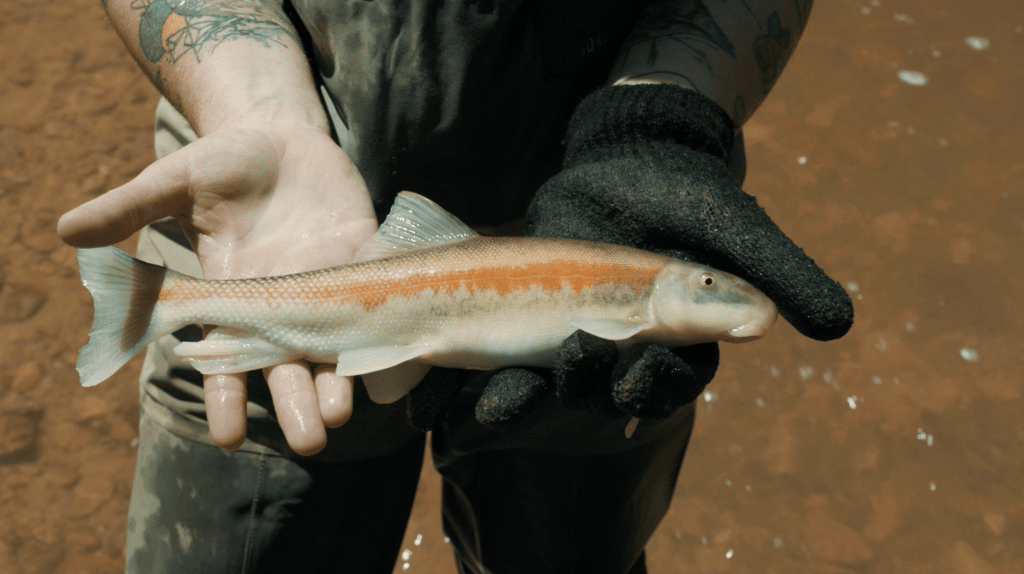New film highlights Colorado Parks and Wildlife’s native fish ...